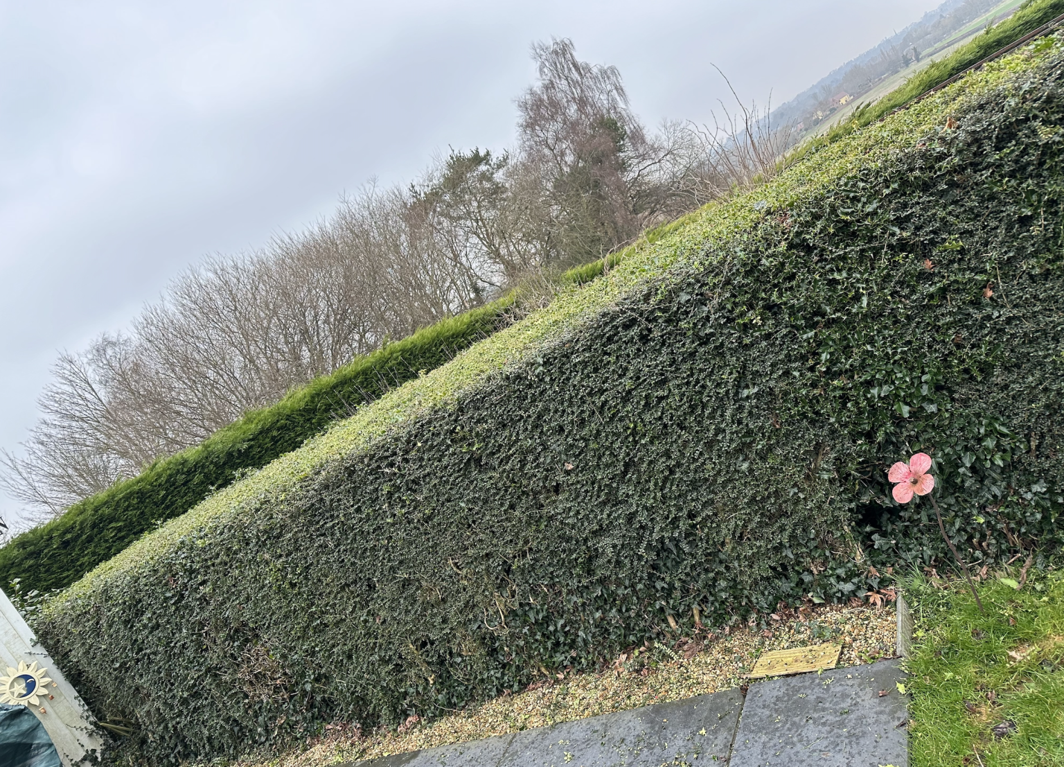 When to Cut Hedges Bird Nesting Season – Hedge Timing Tips (UK)